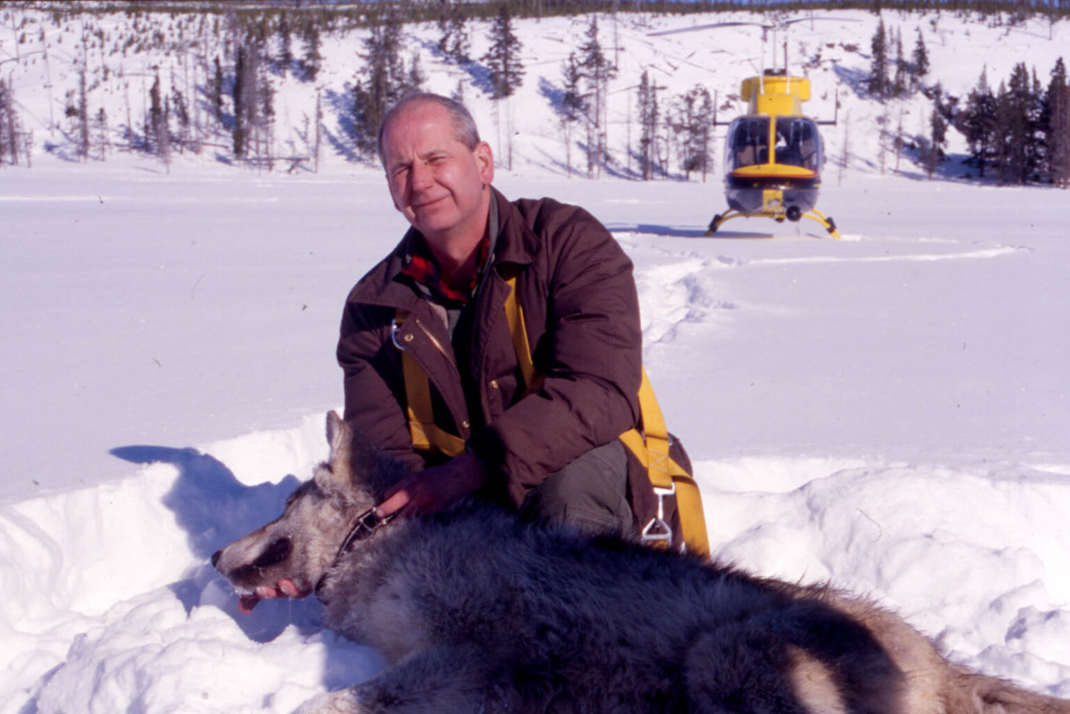 Reflecting on 30 Years of Wolf Recovery in Yellowstone