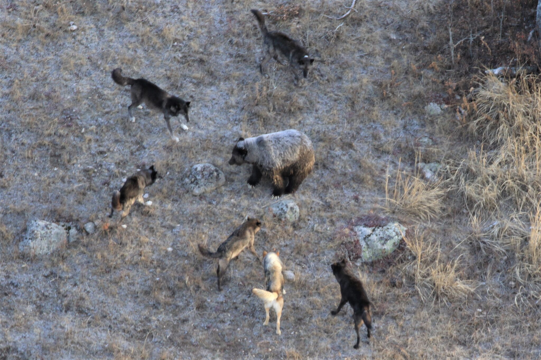 Reflecting on 30 Years of Wolf Recovery in Yellowstone