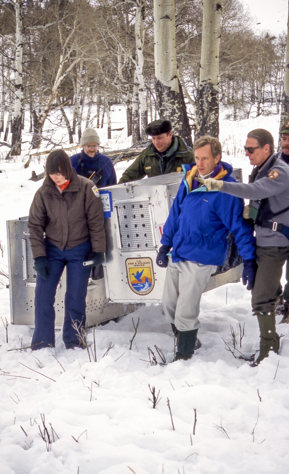 Reflecting on 30 Years of Wolf Recovery in Yellowstone