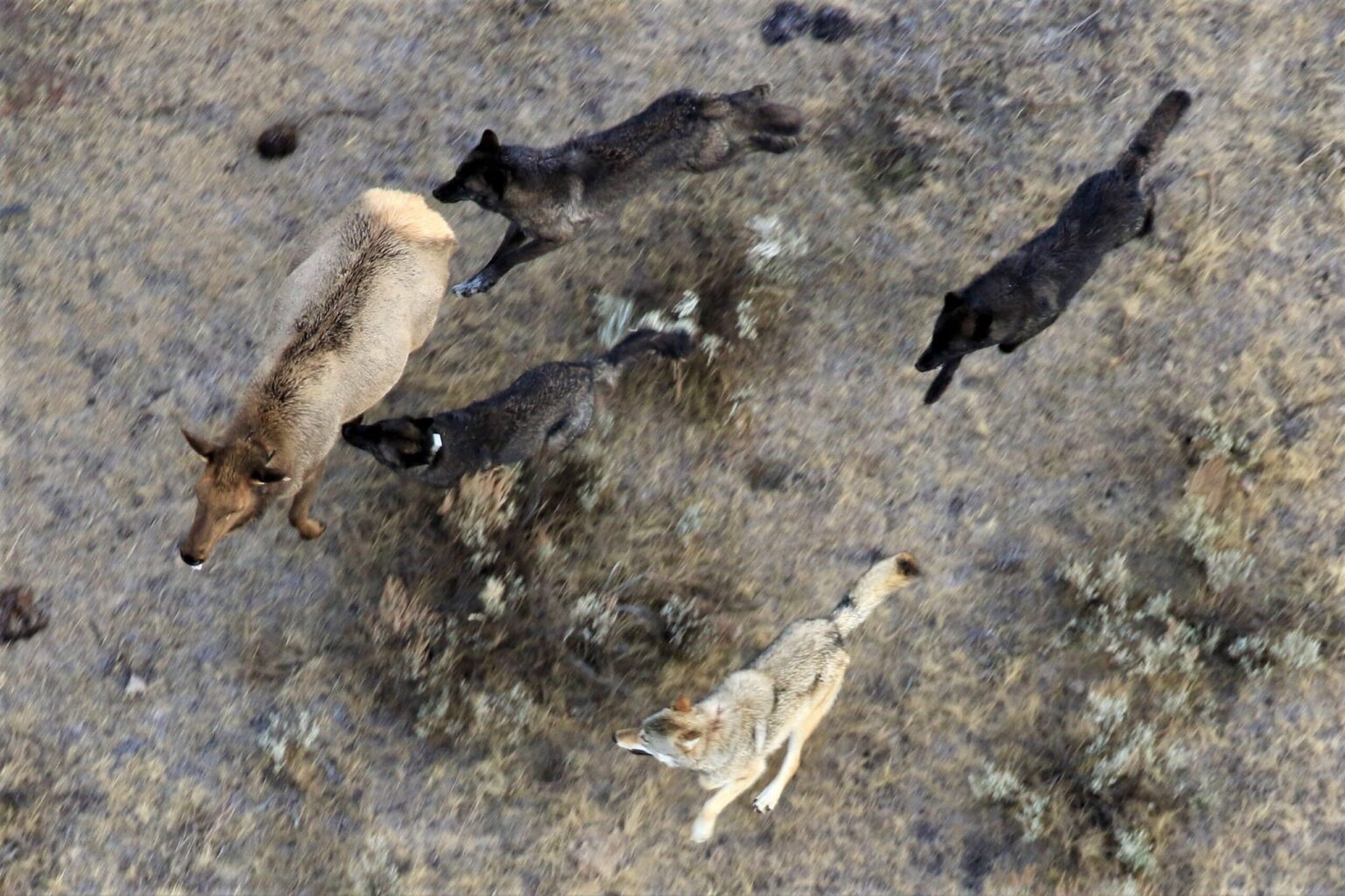 Reflecting on 30 Years of Wolf Recovery in Yellowstone