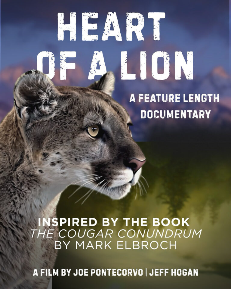 Cougar Secrets: Lives Of American Lions Celebrated In Two Spellbinding ...