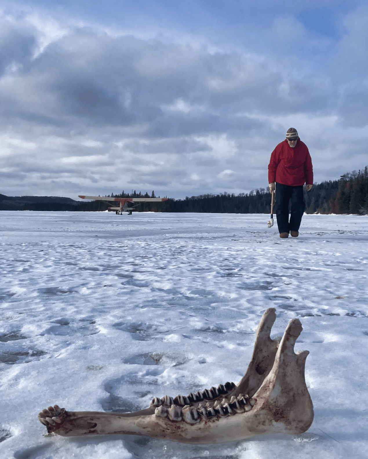 On This Island, There's No Battle Royale Between Wolves And Moose. But ...
