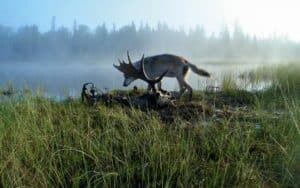 On This Island, There's No Battle Royale Between Wolves And Moose. But ...