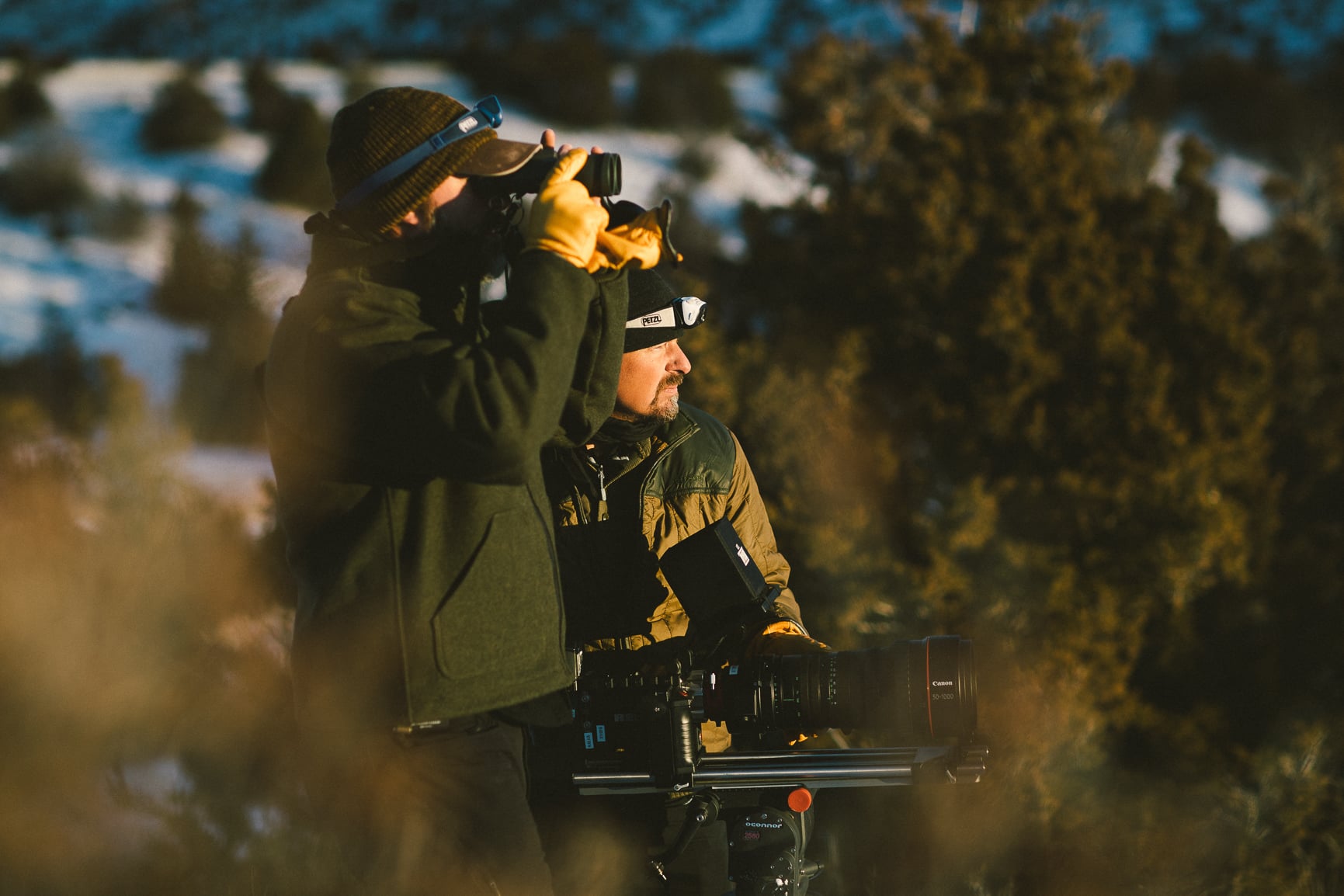 Crying Wolf: A Tale Of Turf And Envy In Yellowstone? - Yellowstonian