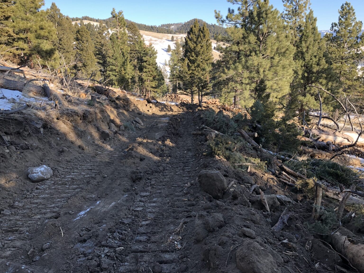 Tearing Grizzly Habitat Into Pieces - Yellowstonian