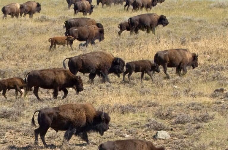 Conservationists Go To Bat For Bison, American Prairie And The Law ...